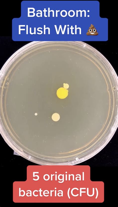 Toilet Bacteria Flush At Lynn Sparks Blog