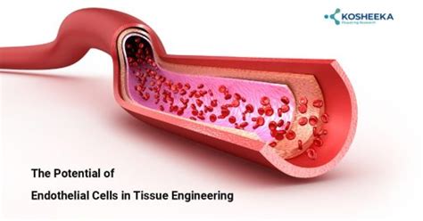 The Potential Of Endothelial Cells In Tissue Engineering Kosheeka