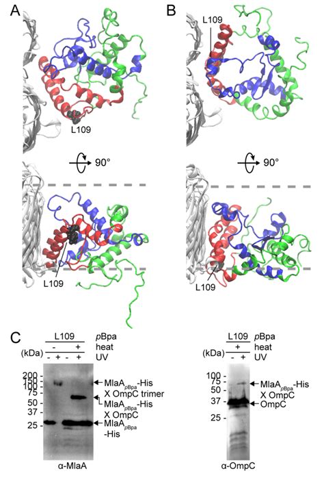 Molecular Models Of The Ompc Mlaa Complex Depict How Mlaa May Interact Download Scientific