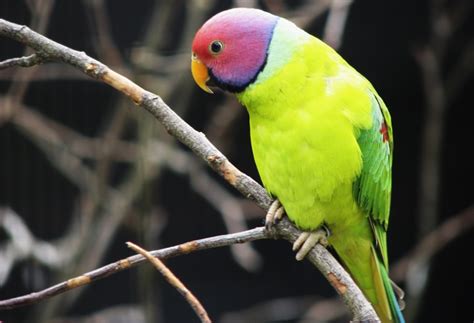 Plum Headed Parakeet Aviculture Hub