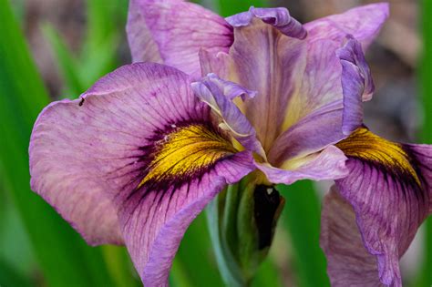 Psedua What Falling Down The Iris Pseudata Rabbit Hole