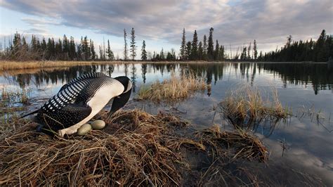 Important Bird Areas Audubon