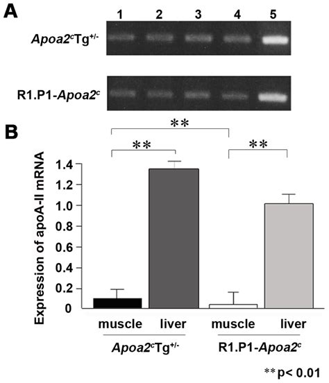 Expression Of ApoA II MRNA In Various Skeletal Muscles A Expression Download Scientific