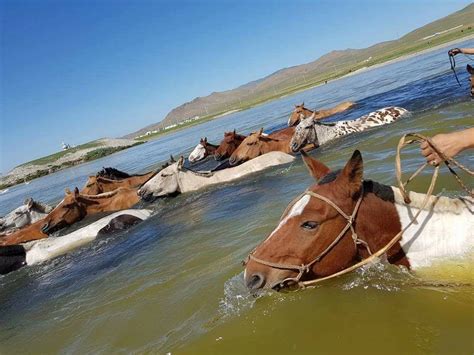 Зөвхөн Монголд Хэт гүн усанд хоёр чих нь үзэгдээд л сэлээд байдаг амьтан даа Facebook
