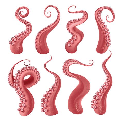 Octopus Tentacles Realistic Set 28569673 Vector Art At Vecteezy