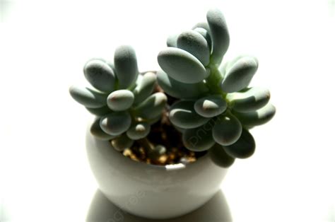 매우 귀여운 화분에 심은 다육 식물 고 화질 데스크 톱 Hd 사진 돋아나다 배경 일러스트 및 사진 무료 다운로드 Pngtree