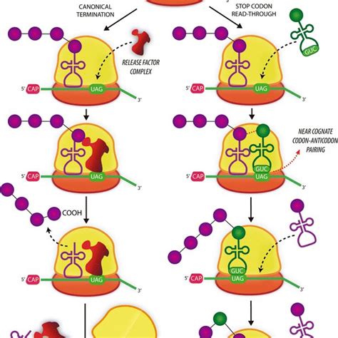 Stop Codon Read Through High Translation Fidelity Ensures Stop Codon Download Scientific
