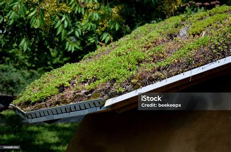 즙이 많은 정원과 풀이있는 정원 집의 경사진 지붕에있는 옥상 정원 잘 정립 된 녹색 지붕이 주변 환경과 조화를 이룹니다 나무 진흙 정원 창고 차고와 시궁창 건물 외관에 대한