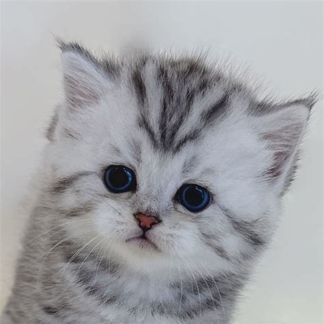 브리티쉬숏헤어 돌동 퍼스트캣ㆍ24시 고양이분양ㆍ전국 안심홈서비스