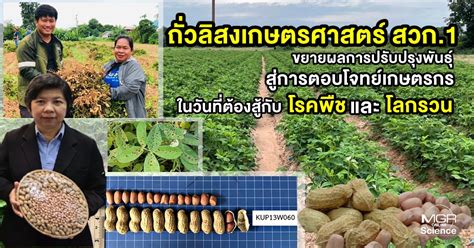 ชมคลิป “ถั่วลิสงพันธุ์เกษตรศาสตร์ สวก 1” ขยายผลการปรับปรุงพันธุ์ สู่