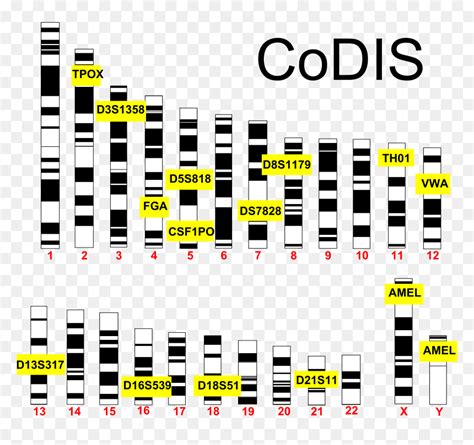 Codis Codis Loci Hd Png Download Vhv