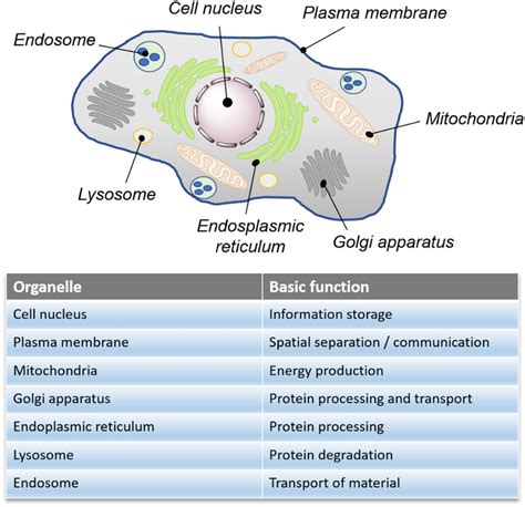 Major Cellular Organelles And Their Basic Functions Download Scientific Diagram