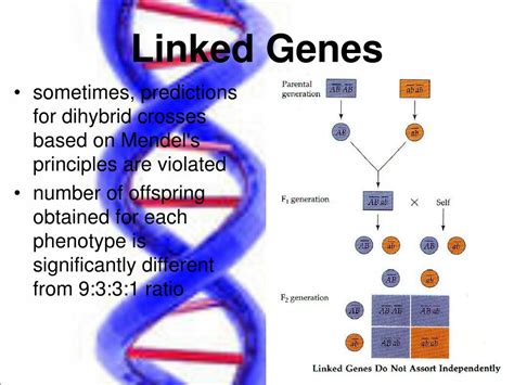 Ppt Principles Of Inheritance Powerpoint Presentation Free Download