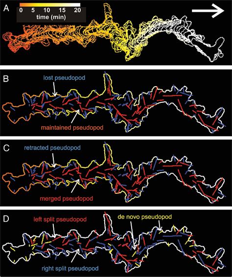 figure 1 from an automated pseudopod tracking algorithm semantic scholar