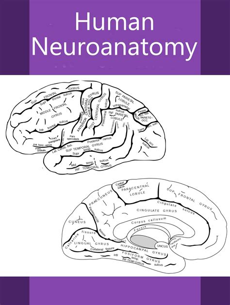 Neuroanatomy Book Neuroanatomy Books Indigo