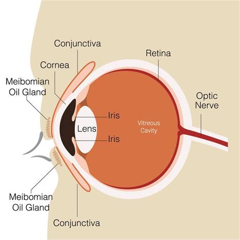 Here S How The Human Eye Works Eye Structure Human Eye Diagram Human Eye
