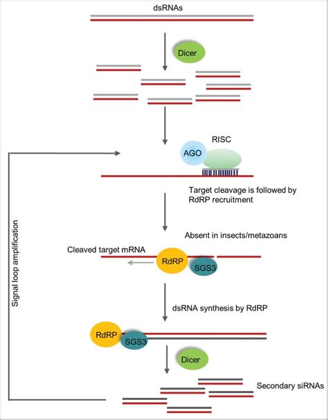 Emerging Strategies For RNA Interference RNAi Applications In Insects Abstract Europe PMC