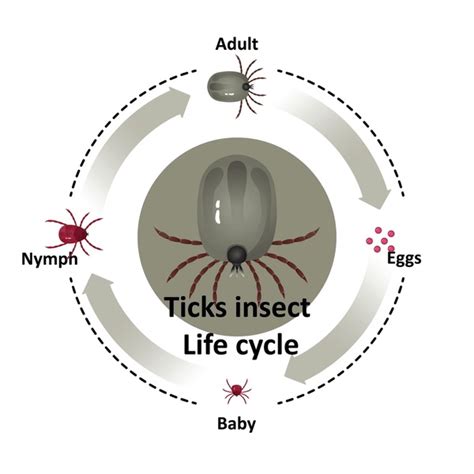 Cat Embryo Over 10 Royalty Free Licensable Stock Vectors And Vector Art