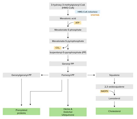 Statins Concise Medical Knowledge