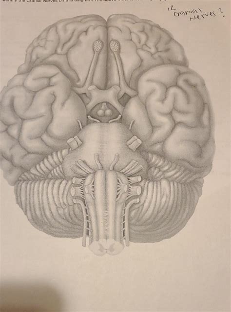 Solved 12 Cranial Nerves Chegg Com