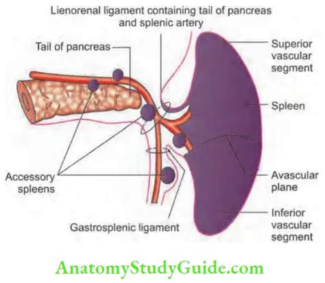 Spleen Introduction Functions Types Complications And Treatment