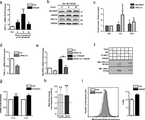 Pgc 1α Binds To Nrf 1 And Is Essential To Co Activate Selenot Gene Download Scientific Diagram