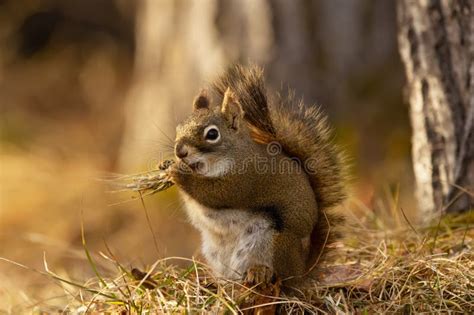 Red Squirrel Is Eating A Whet Head In Grass In The Forest Stock Image