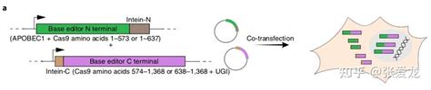 碱基编辑器及其临床相关研究进展 知乎