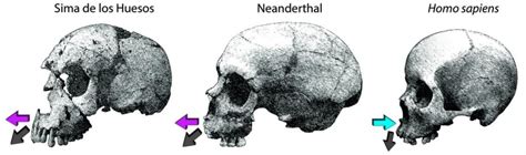 Homo Sapiens Face