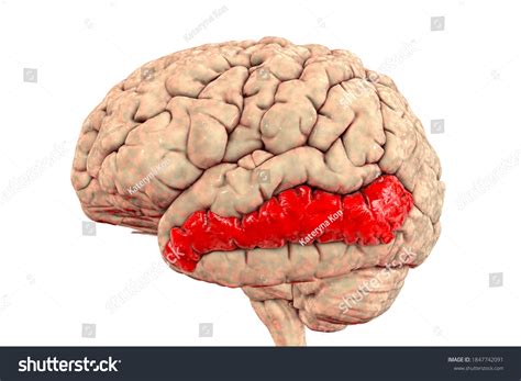 Human Brain Highlighted Middle Temporal Gyrus Stock Illustration 1847742091 Shutterstock