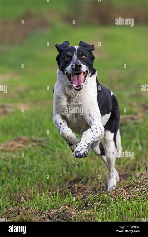 Blue Heeler German Shorthair Mix