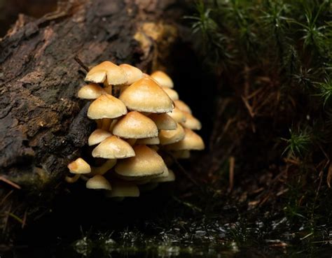 Free Photo Closeup Shot Of Mushrooms Grown On Tree Bark In A Forest