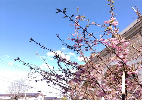 河津桜が咲き始めました 特別養護老人ホーム豊水園