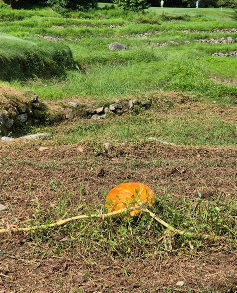슬기 골프 패션 뷰티 여행 맛집 육아ෆ 잔디 그리웡 버디 소중해 나도 라운딩 나가고시푼데 ⠀ 라비에벨올드코스 그린힐cc Instagram