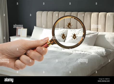 Woman With Magnifying Glass Detecting Bed Bugs In Bedroom Closeup