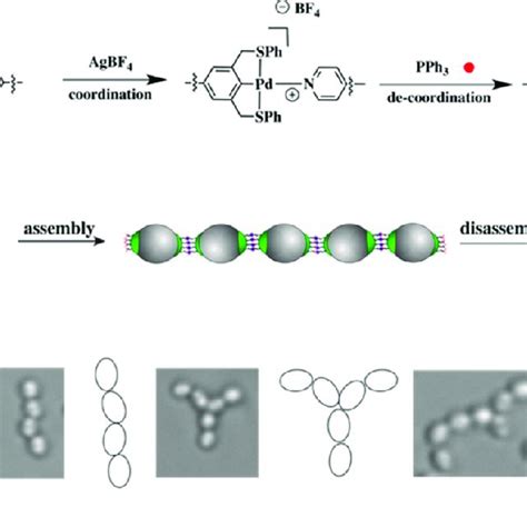 Metal Coordination Driven Assembly And Disassembly Of Colloidal Download Scientific Diagram
