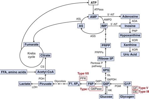 Purine Metabolism In The Pathogenesis Of Hyperuricemia And Inborn Errors Of Purine Metabolism