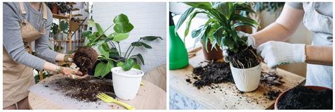Repotting Houseplants Expert Advice And Guidelines