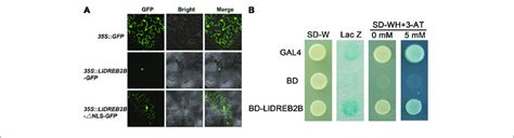 Subcellular Localization And Transactivation Assay Of Lldreb2b Download Scientific Diagram