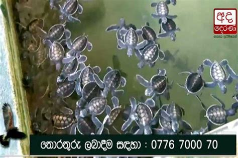 රතු දත්ත පොතටත් අත තියන මිනිස්සු