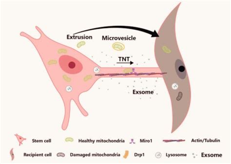 Anti Aging Pills Based On Mitochondrial Rejuvenation Nutsel