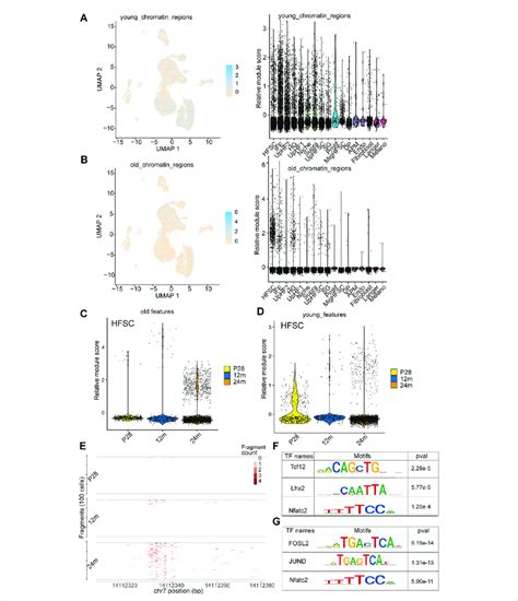 Open Chromatin Dynamics During Hf Sc Aging A Feature Plot And Violin