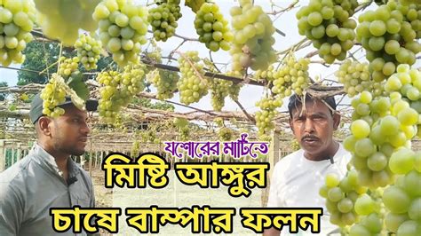যশোরের মাটিতে মিষ্টি আঙ্গুর চাষে বাম্পার ফলন ও সফল উৎপাদন Youtube