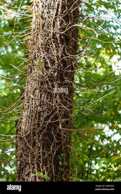 Tree Trunk Surrounded By Dry Climbing Plant Growing Around It Stock Photo Alamy