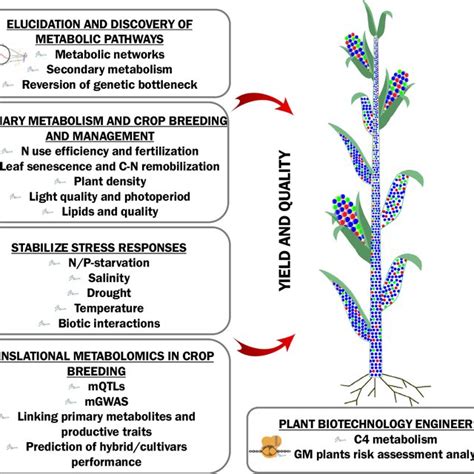 Overview Of The Boarded Topics In Plant Metabolomics Advances Toward Download Scientific