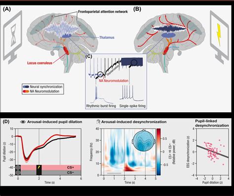 Figure 1 From Noradrenergic Modulation Of Rhythmic Neural Activity Shapes Selective Attention