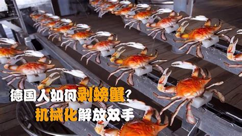 德国人是怎么吃螃蟹的全自动机械化剥螃蟹一天可吃几万只 科学 科普 好看视频