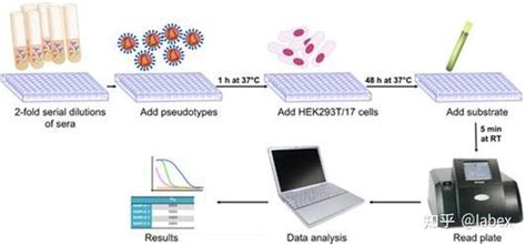 新冠中和抗体如何检测？一文带你看遍最新方法 知乎
