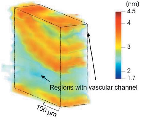 Structural Characterization Of The Radial Sample Showing A 3d