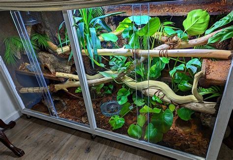 Boa Constrictor Imperator Albino Diy Snake Enclosure Terrarium